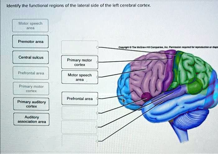 Identify the functional regions of the lateral side of the left ...