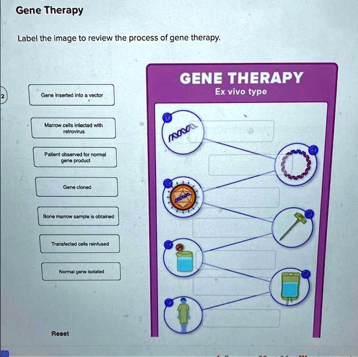 Label the image to review the process of gene therapy GENE THERAPY Ex ...