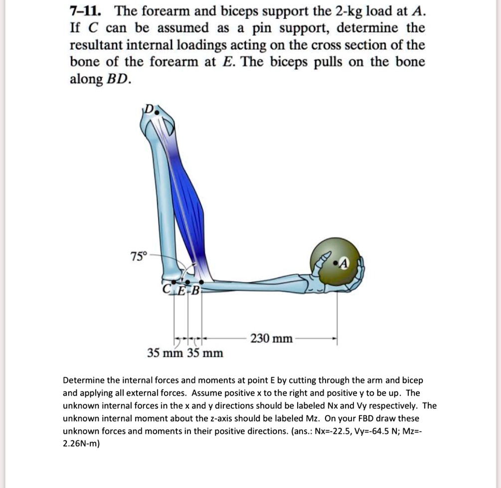 7-11. The forearm and biceps support the 2-kg load at A. If C can be ...
