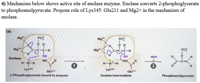 SOLVED:Mechanism below shows active site of enolase enzyme. Enolase ...