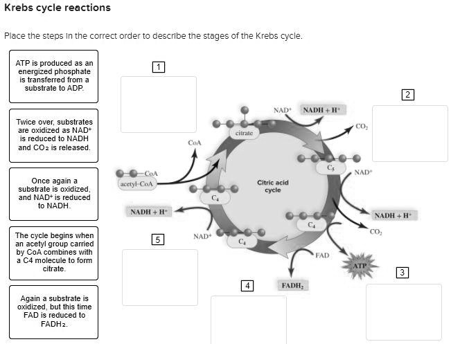 Krebs cycle reactions Place the steps in the correct order to describe ...