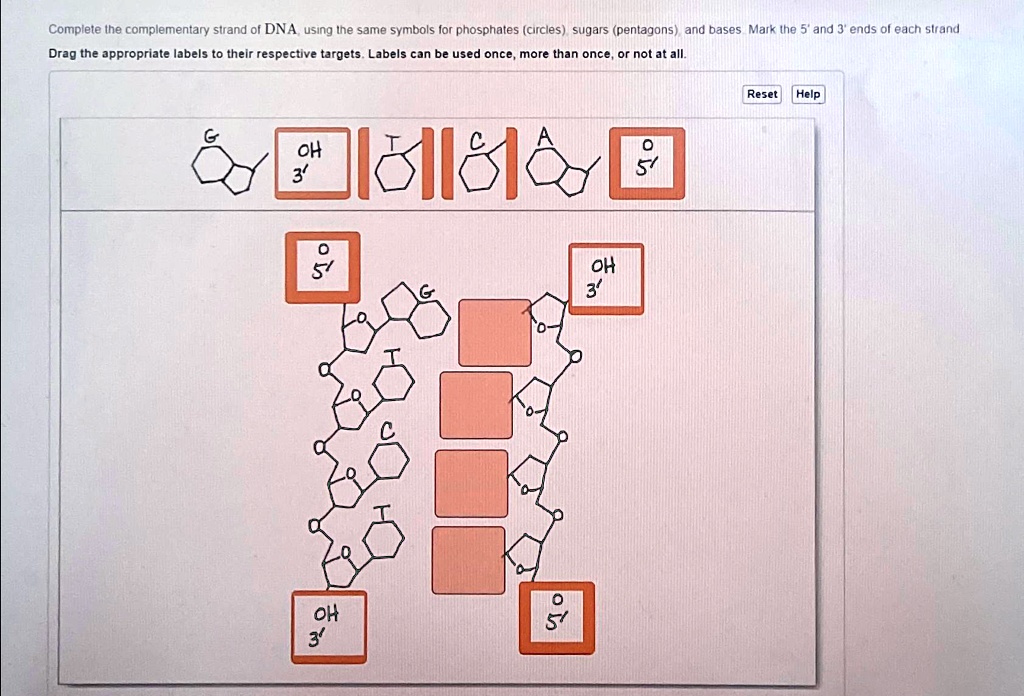 Complete the complementary strand of DNA, using the same symbols for ...
