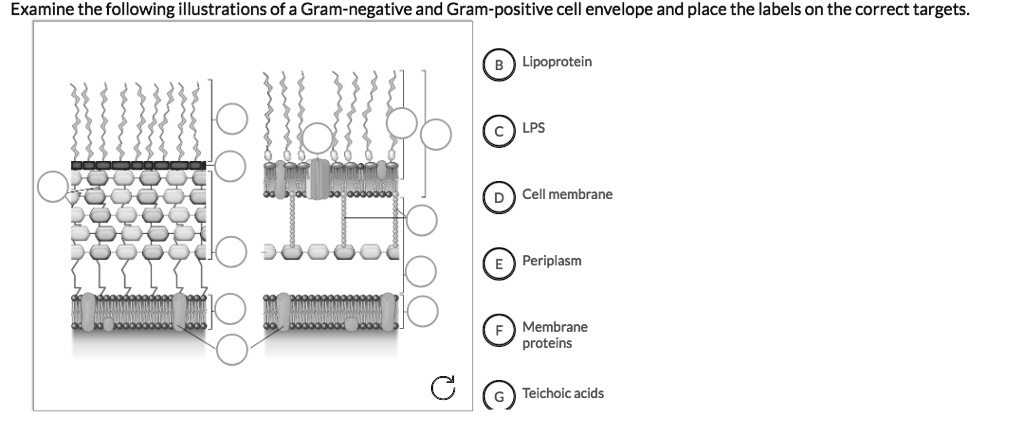 SOLVED: Examine the following illustrations of . Gram-negative and Gram-positive cell envelope ...