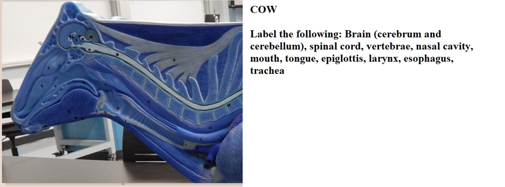 COW Label the following: Brain (cerebrum and cerebellum),...