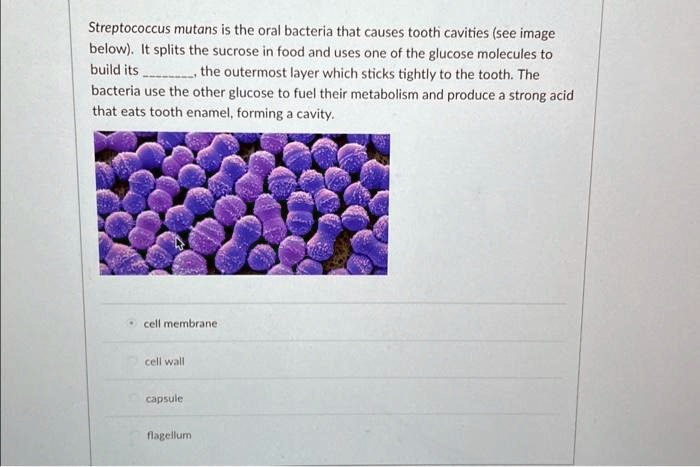 SOLVED: Text: Streptococcus mutans is the oral bacteria that causes ...