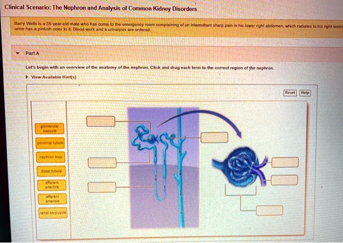 Clinical Scenario: The Nephron and Analysis of Common Kidney Disorders ...