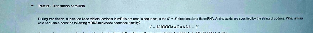 part b translation of mrna during translation nucleotide base triplets codons in mrna are read ...
