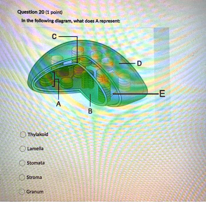 SOLVED: Question 20 (1 point) In the following diagram, what does A ...