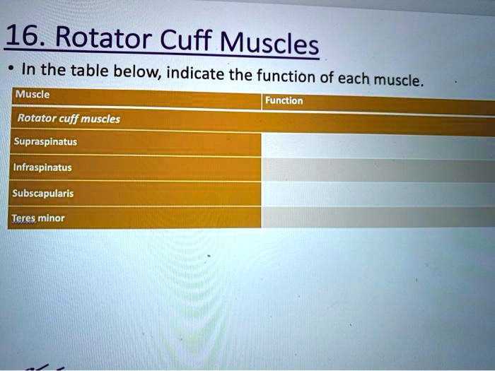 16. Rotator Cuff Muscles • In the table below, indicate the function of ...