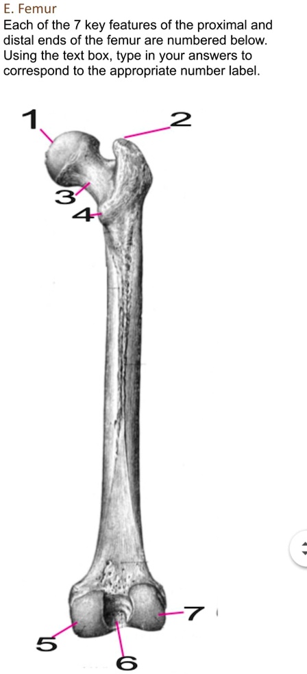 possiblities key features of the proximal and distal ends of the femur ...