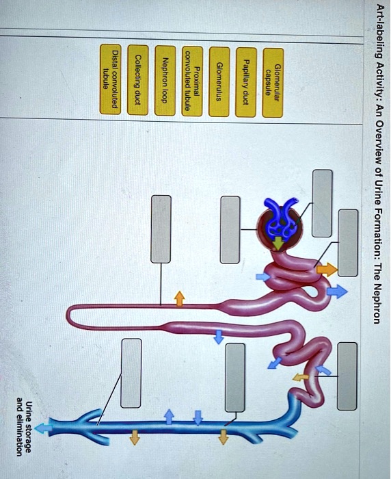 SOLVED: Tubule Distal convoluted tubule Collecting duct Nephron loop ...
