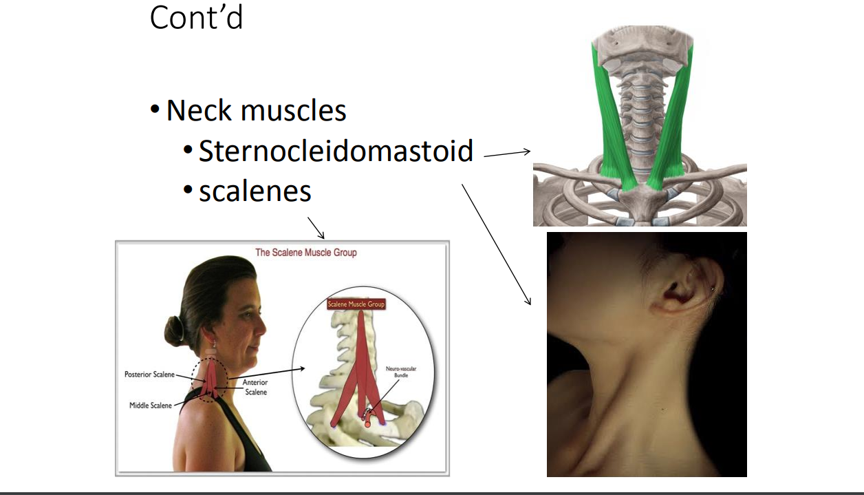 [GET ANSWER] Cont'd - Neck muscles · Sternocleidomastoid - scalenes