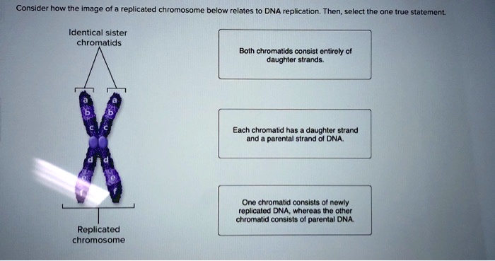 SOLVED: Consider how the image of replicated chromosome Delou DNA ...