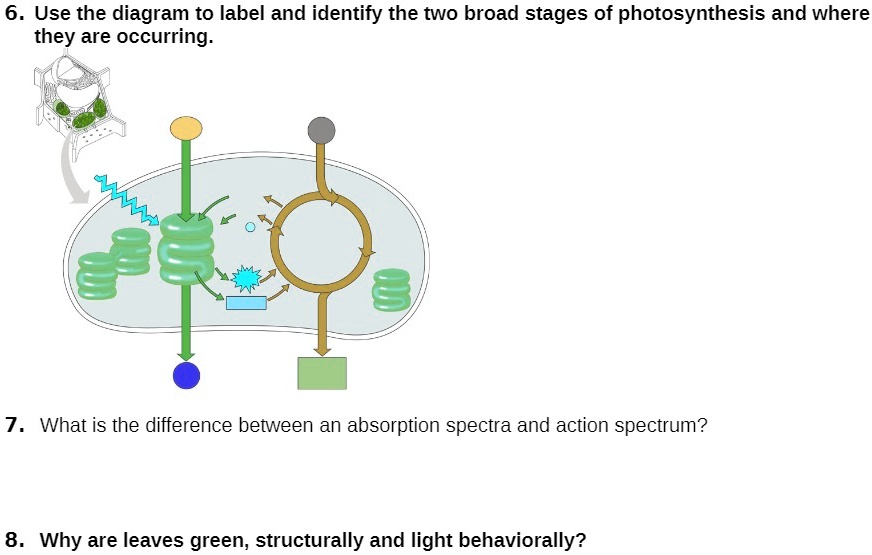 SOLVED: '6. Use the diagram to label and identify the two broad stages ...