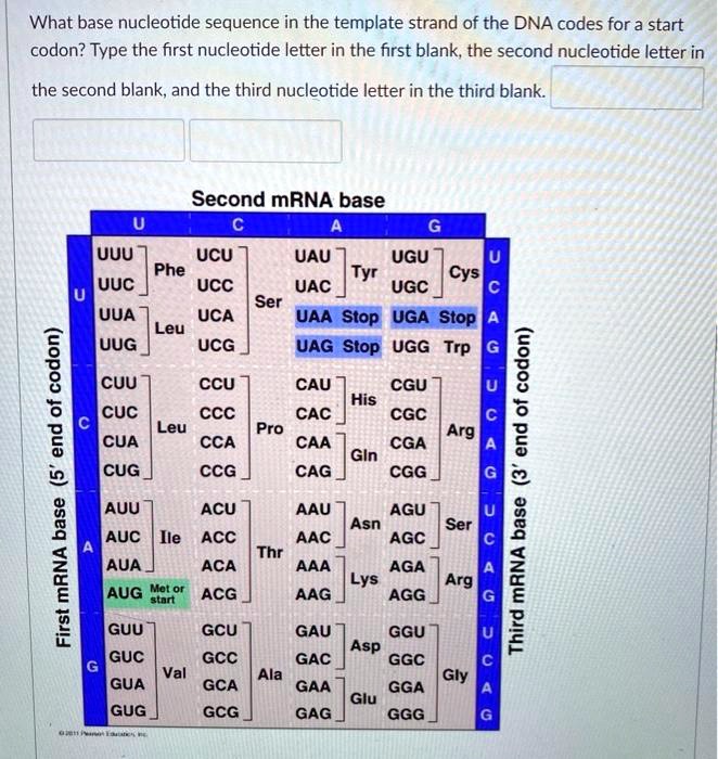 what base nucleotide sequence in the template strand of the dna codes ...