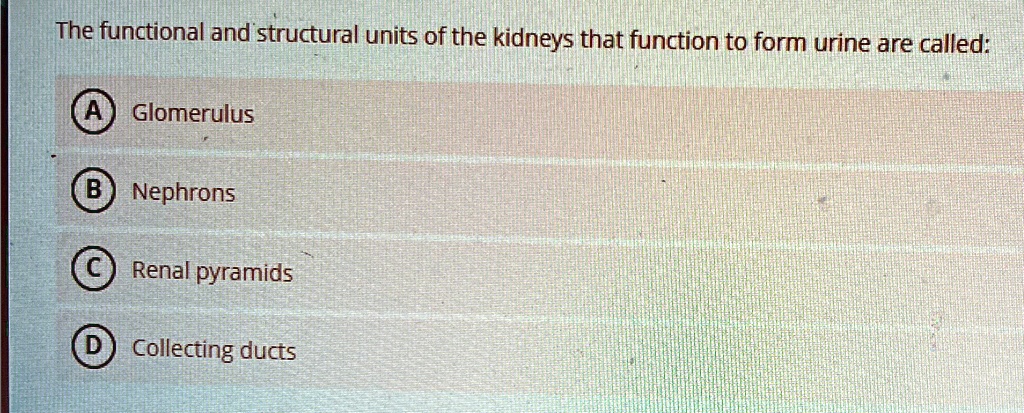 the functional and structural units of the kidneys that function to ...