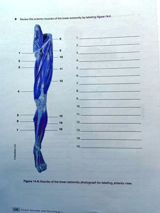 Review the anterior muscles of the lower extremity by labeling Figure 14.4. 1. 8 2. 9 3. 10 2 4 ...
