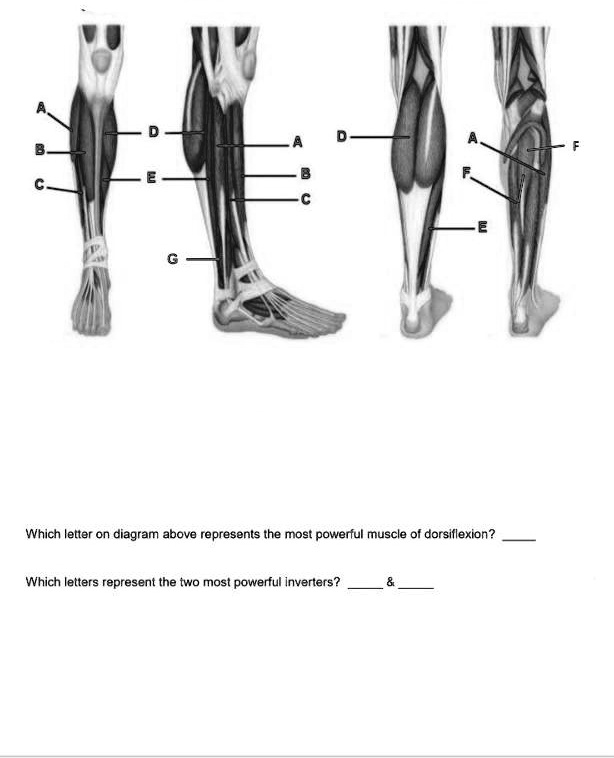 SOLVED: Identify muscles, for example, anterior view A= Fibularis ...
