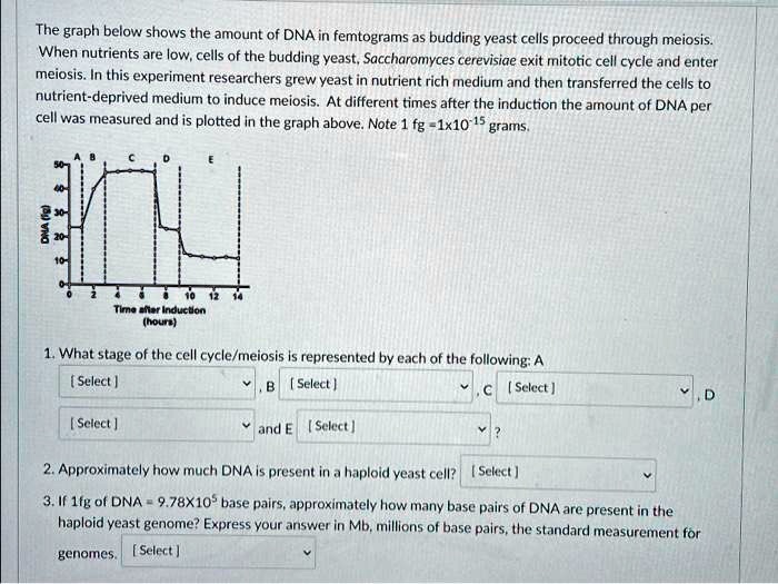 the graph below shows the amount of dna in femtograms as budding yeast ...