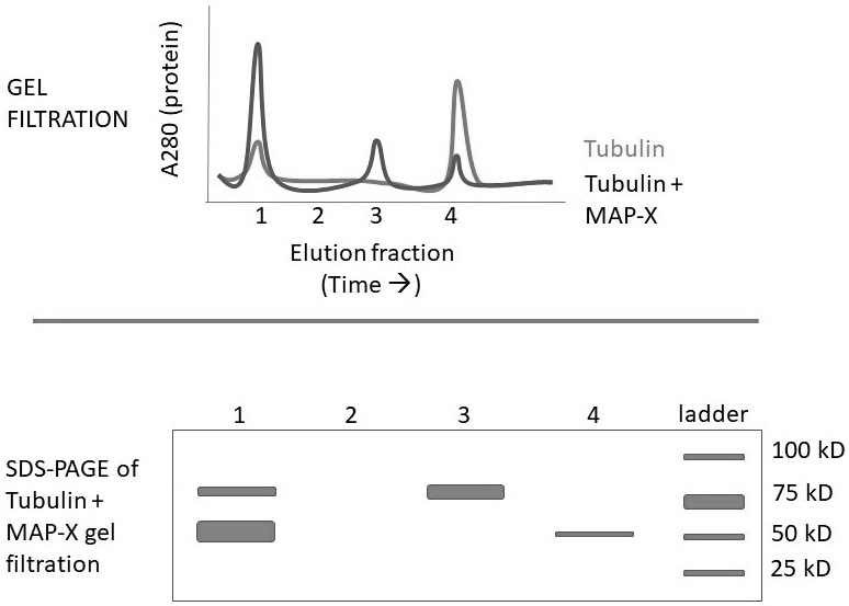 SOLVED: GEL [ FILTRATION JL 2 Tubulin Tubulin + MAP-X Elution fraction ...