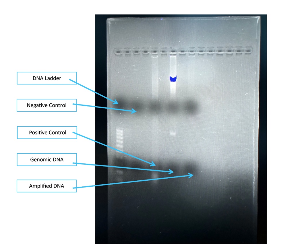 SOLVED: Calculate and report the size(s) of your PC product, showing ...
