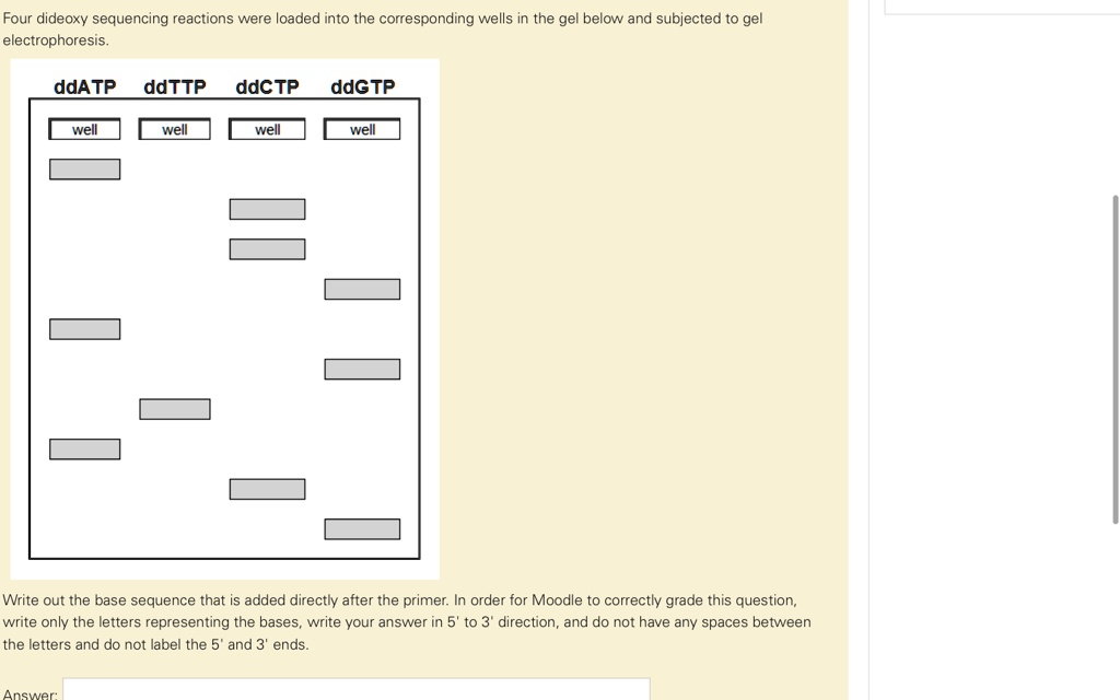 four dideoxy sequencing reactions were loaded into the corresponding ...