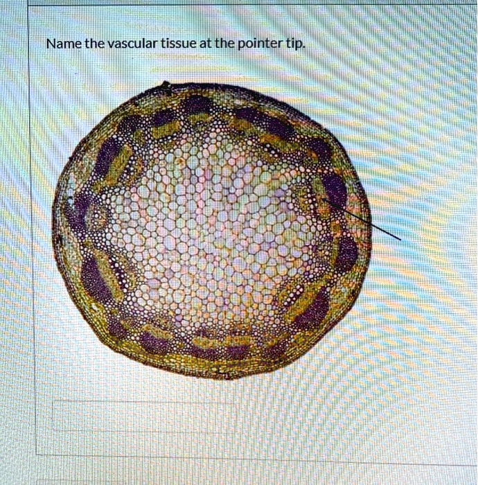 name the vascular tissue at the pointer tip 35164