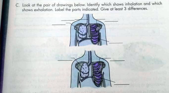 look at ihe pair of drawings below identify which shows inhalation and ...