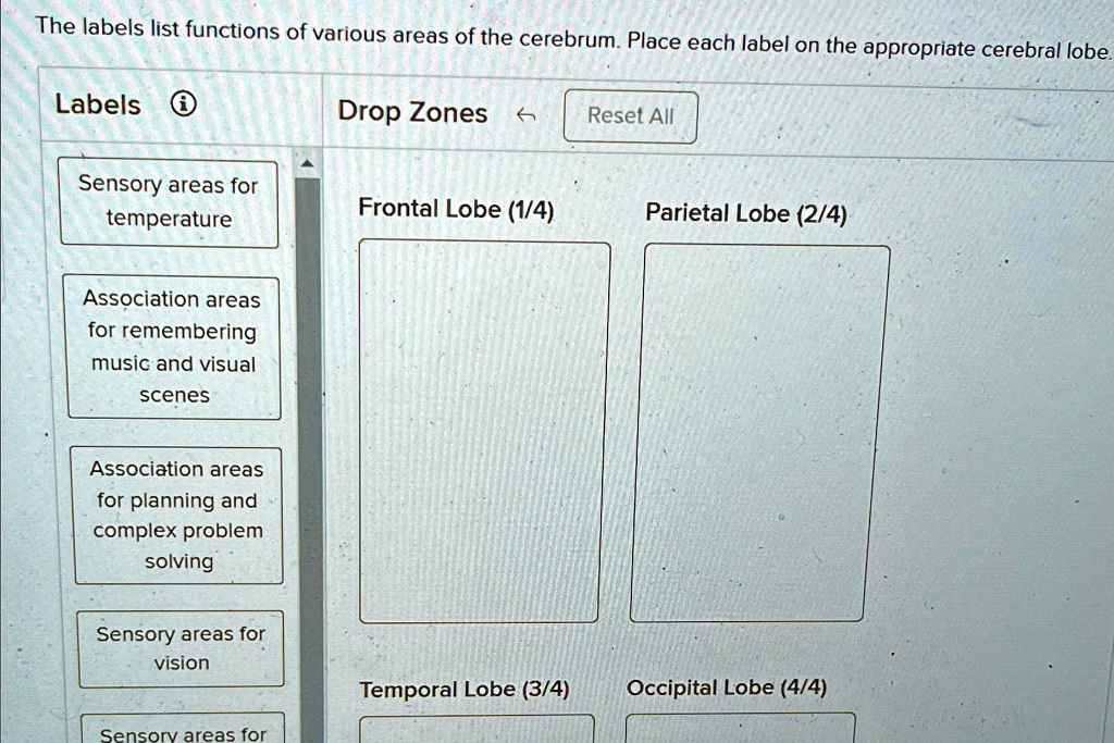 The labels list functions of various areas of the cerebrum. Place each ...