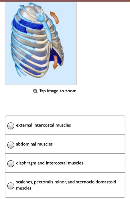 SOLVED: Tap image to zoom External intercostal muscles Abdominal ...