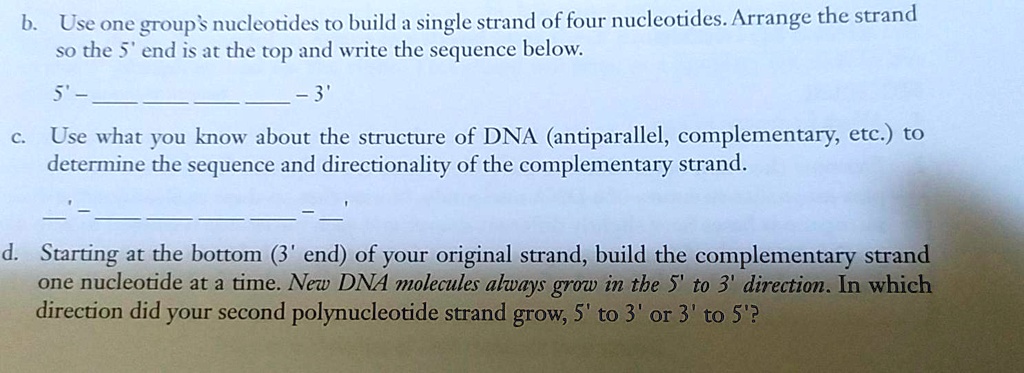 SOLVED:b Use one groups nucleotides to build a single strand of four ...