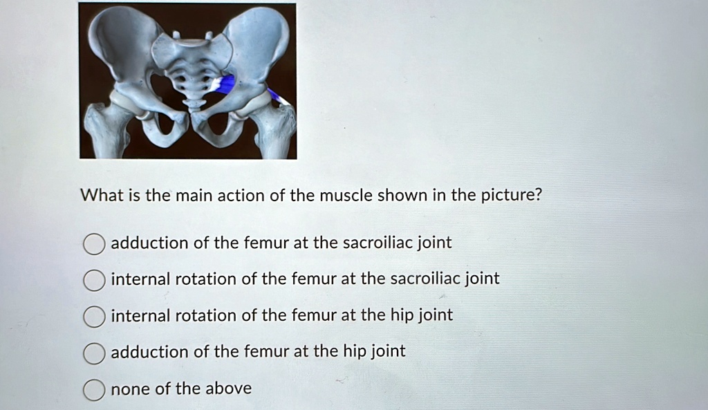What is the main action of the muscle shown in the picture? adduction ...