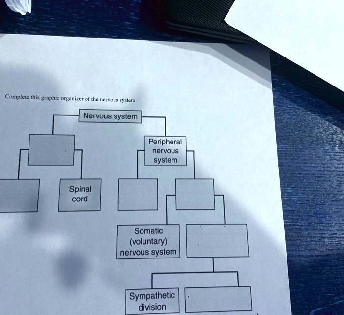 Complete this graphic organizer of the nervous system. Nervous system ...