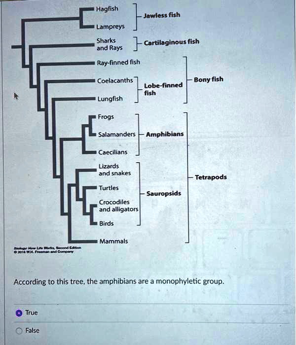 SOLVED: Hagfish Jawless fish Lampreys Sharks and Rays Cartilaginous ...