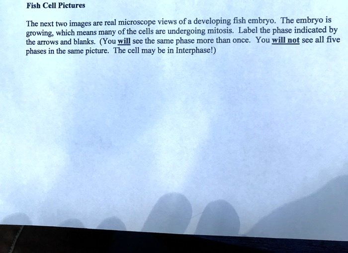 SOLVED: Fish Cell Pictures The next two images are real microscope ...