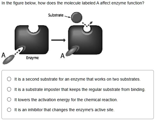 In the figure below, how does the molecule labeled A affect enzyme ...