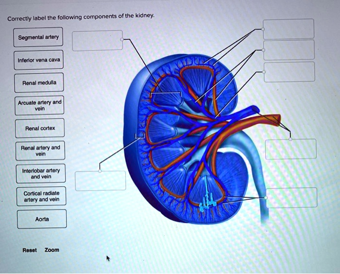 correctly label the following components of the kidney segmenlal artery inlerlor vena cava renal ...