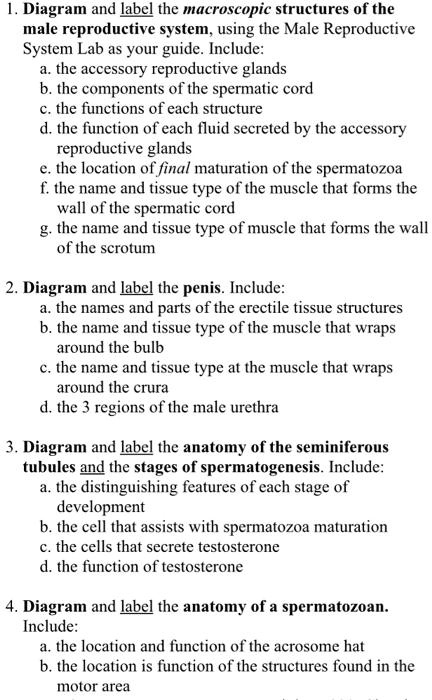 1. Diagram and label the macroscopic structures of the male reproductive system, using the Male ...
