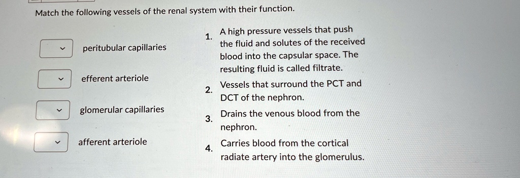 Match the following vessels of the renal system with their function. 1 ...
