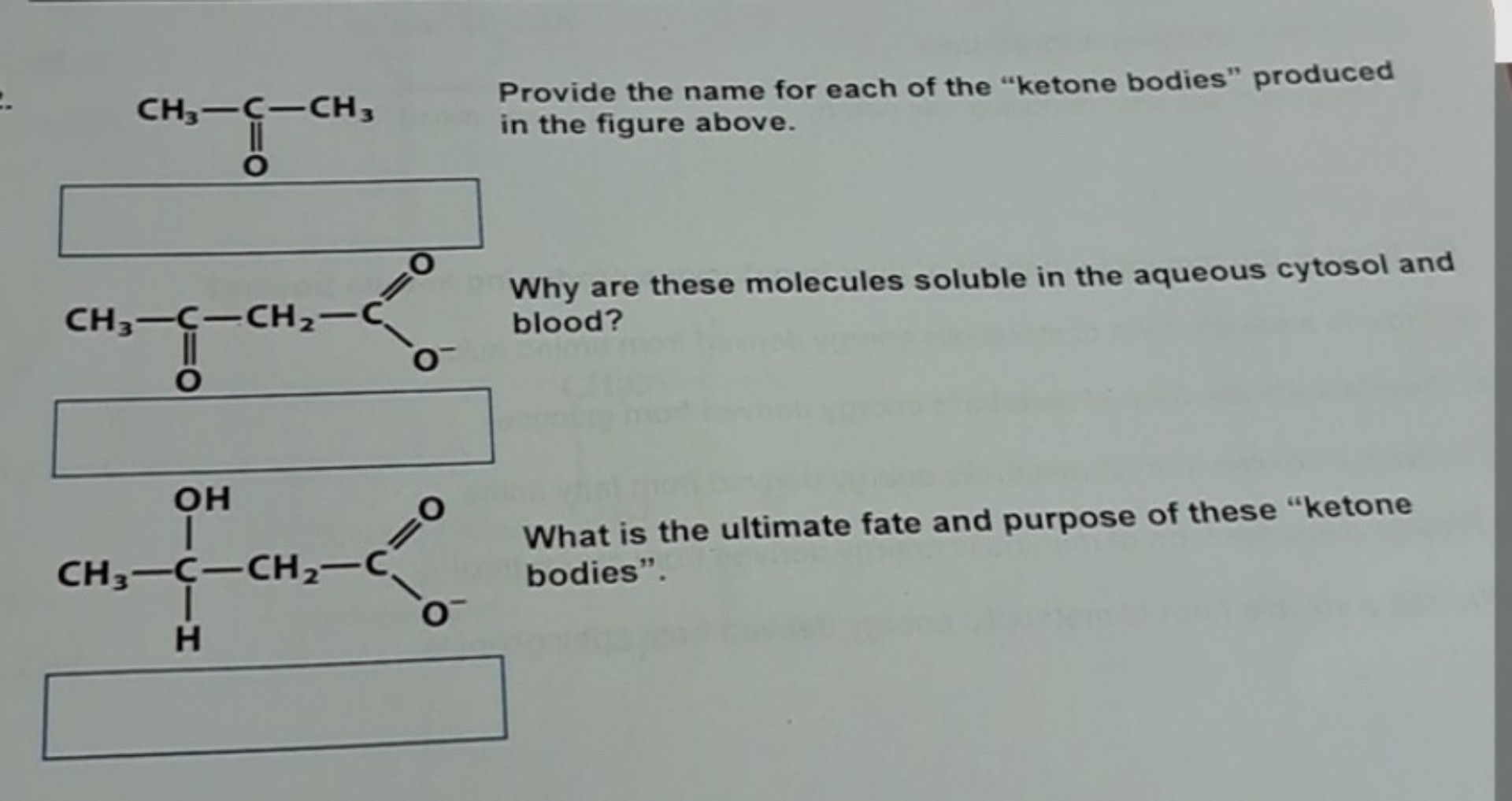 Provide the name for each of the "ketone bodies" produced in the figure ...