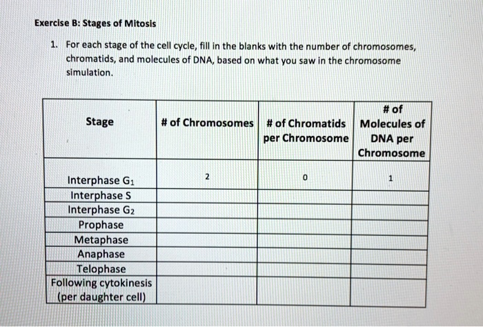 exercise b stages of mltosis for each stage of the cell cycle fill in ...