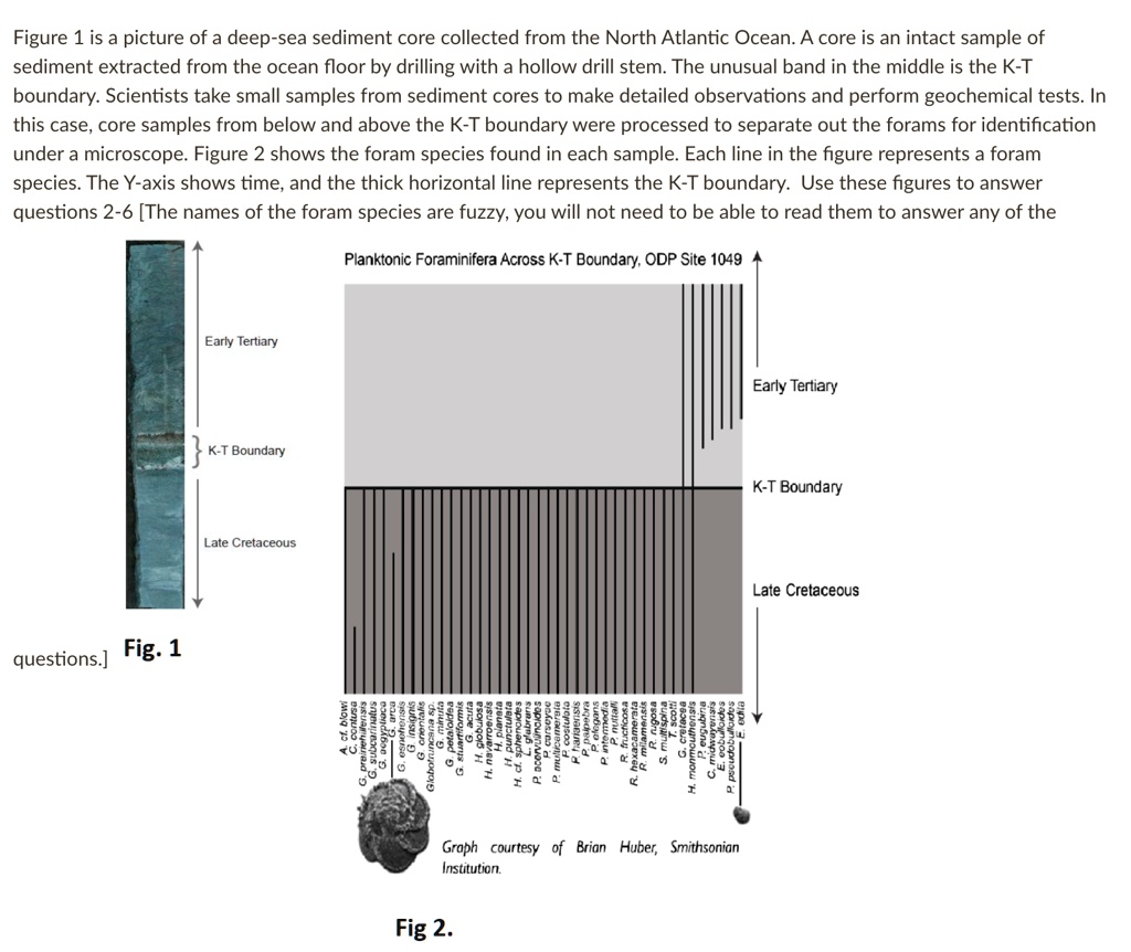 SOLVED: Of the 42 species of foram shown, how many appear to have ...