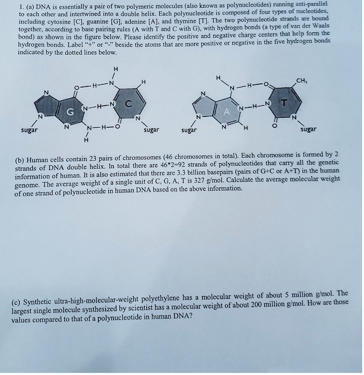 SOLVED: (a) DNA esscntially Pair of two polymeric molecules (also known ...