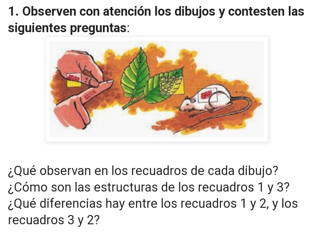 SOLVED: 1. Observen con atención los dibujos y contesten las siguientes ... SOLVED: 1. Observen con atención los dibujos y contesten las siguientes ...
