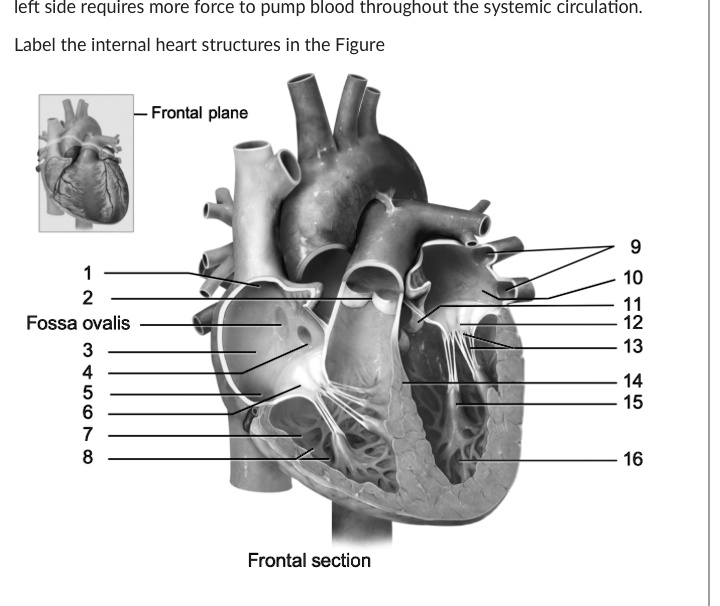 left side requires more force to pump blood throughout the systemic circulation. Label the ...