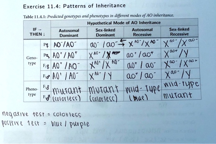 SOLVED: Exercise 11.4: Patterns of Inheritance Table H.A.I: Predicted genotypes and phenotypes ...
