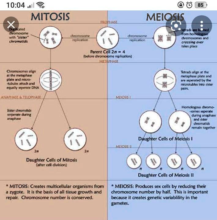 10:04 .. X Duplicated chromosome with "sister" chromatids MITOSIS ...