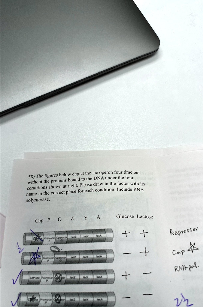 The figures below depict the lac operon four times but without the ...