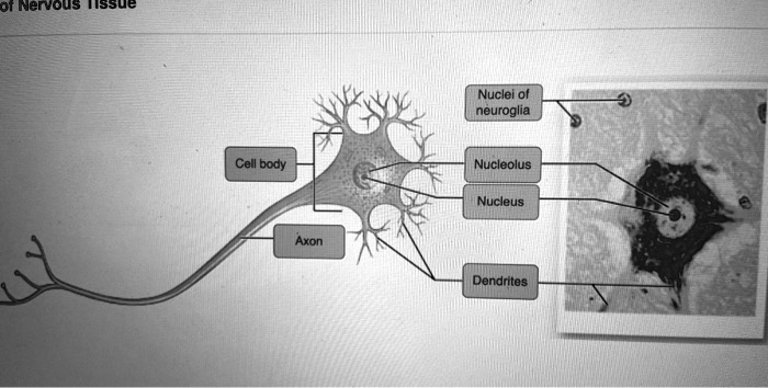 pu nenous sst nuclei 0l neuroglia cell body nucleolus nucleus axon ...