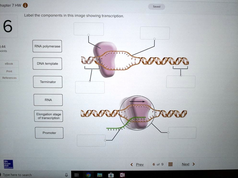 SOLVED: Chapter 7 HW Label the components in this image showing ...